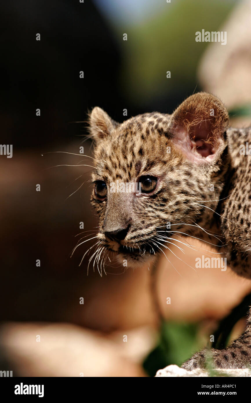 A 3 month old leopard Panthera pardus Stock Photo - Alamy