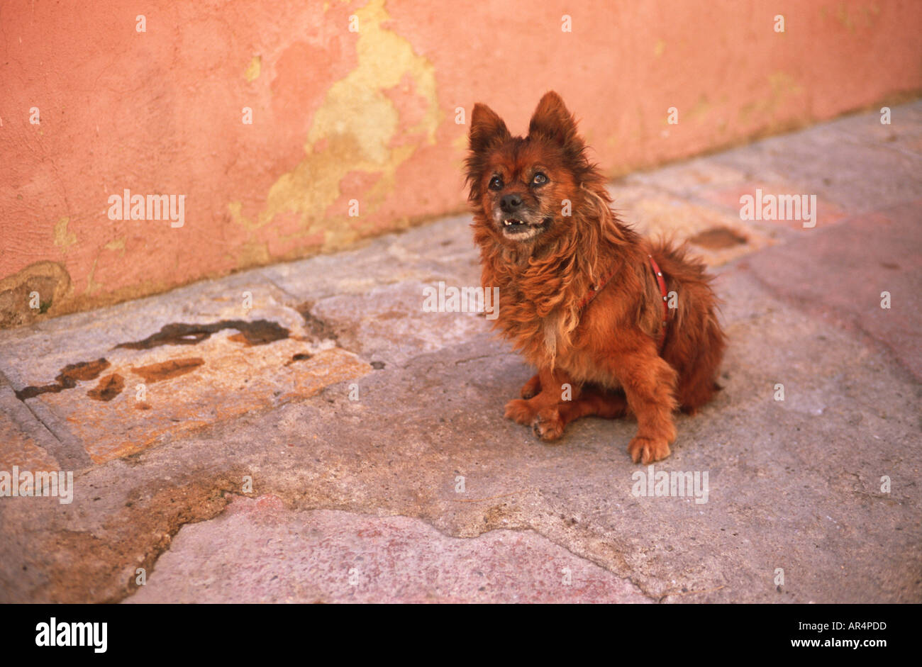 Dog with mane hi-res stock photography and images - Alamy
