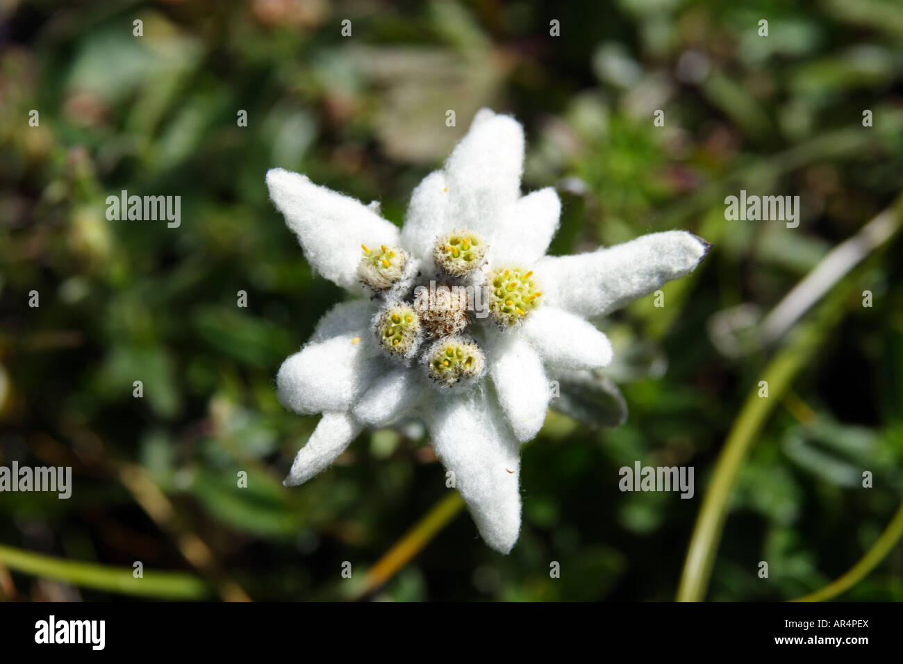 Edelweiss in the Swiss Alps Stock Photo - Alamy