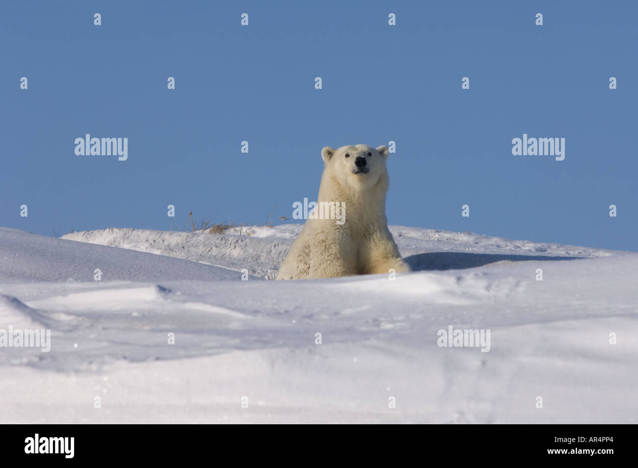 polar bear sow newly emerged from her den Arctic coast eastern Arctic ...