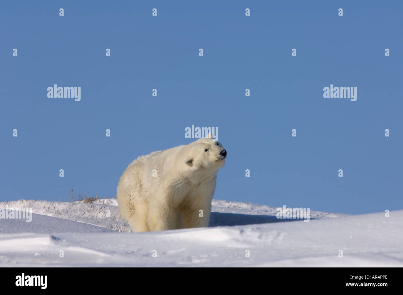 polar bear sow newly emerged from her den Arctic coast eastern Arctic ...