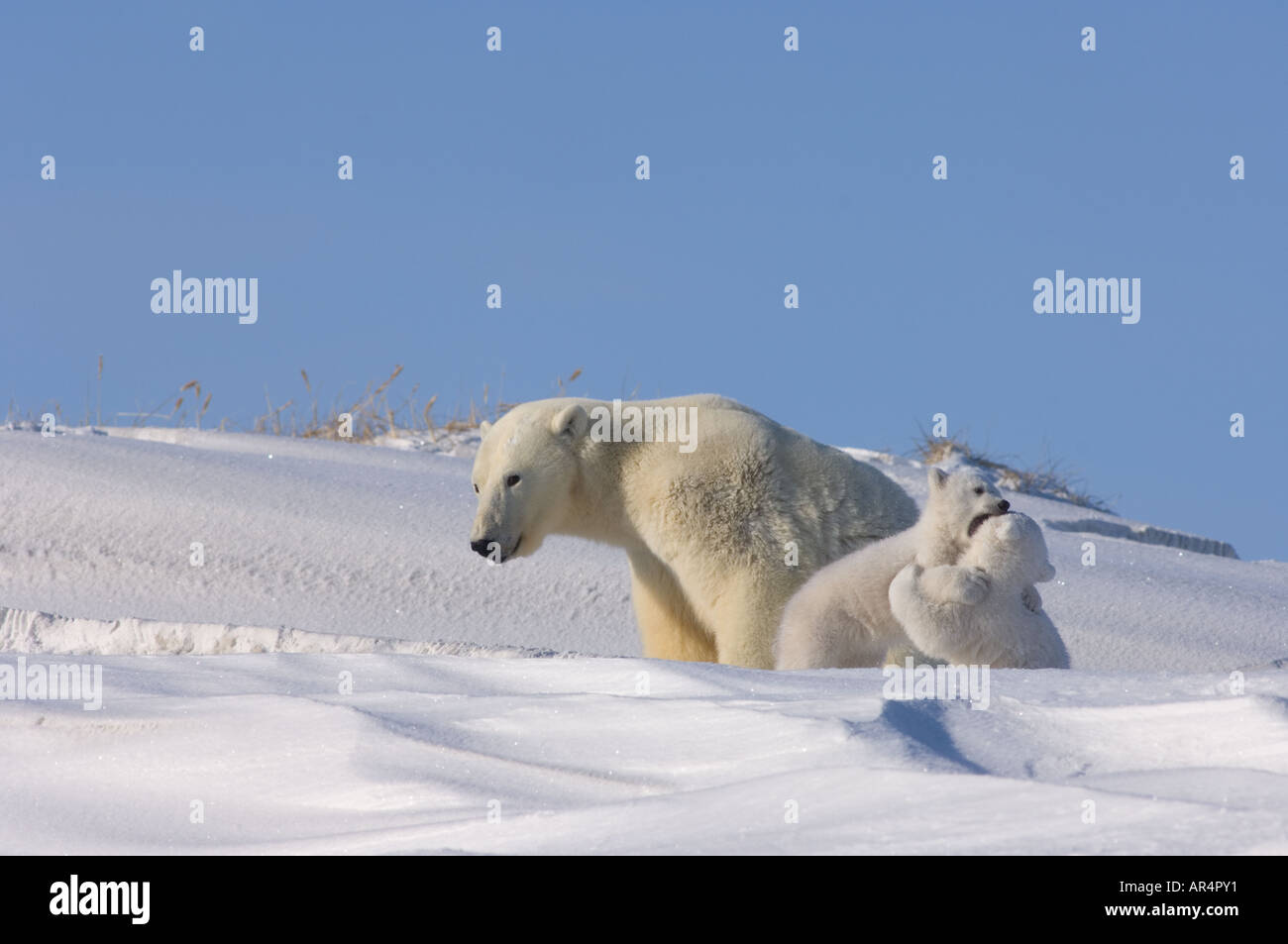polar bear sow with newborn spring cubs newly emerged from their den ...