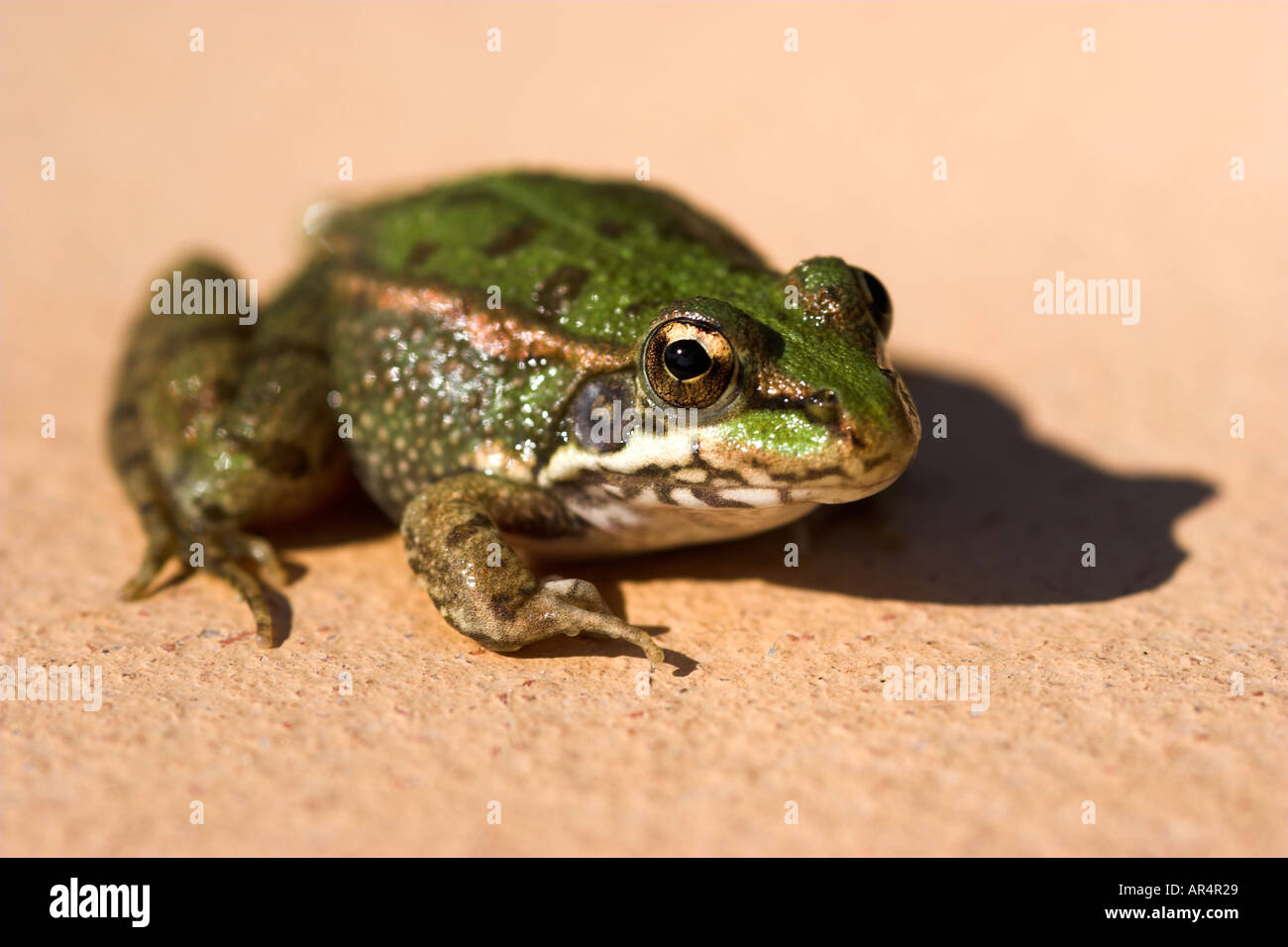Toad sitting on garden wall Stock Photo - Alamy