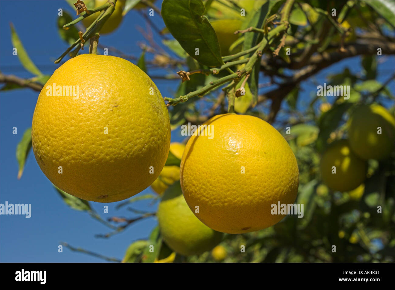 Algarve citrus plant hi-res stock photography and images - Alamy