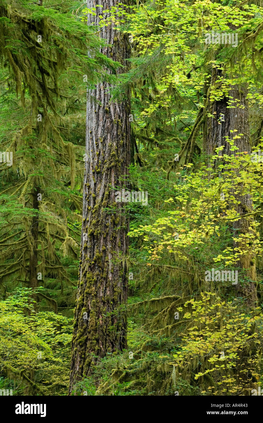 Old growth forest in the Cascade Mountains of Oregon Stock Photo - Alamy