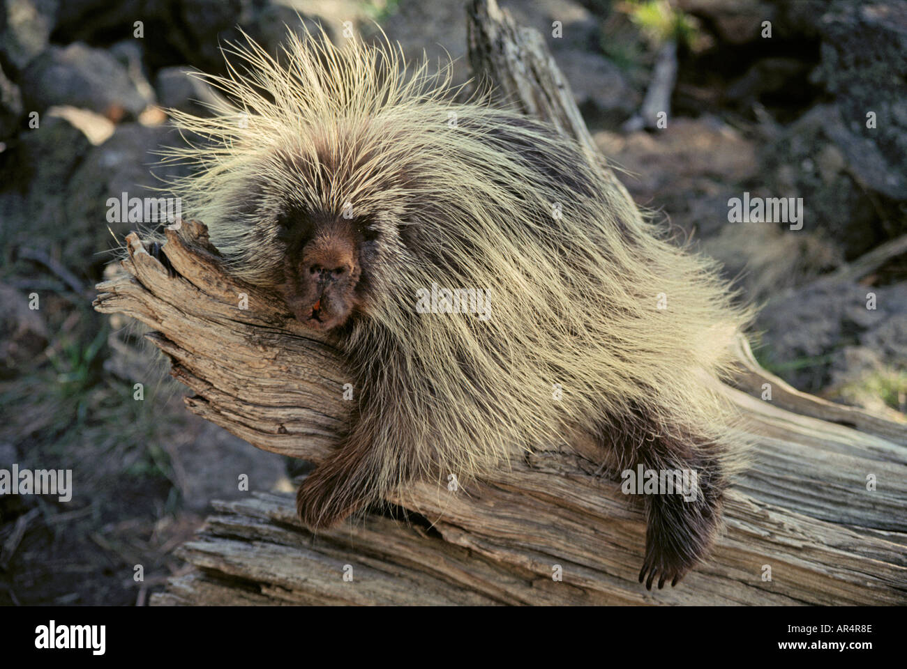 Porcupine Erethizon dorsatum High Desert Museum Bend Oregon captive ...