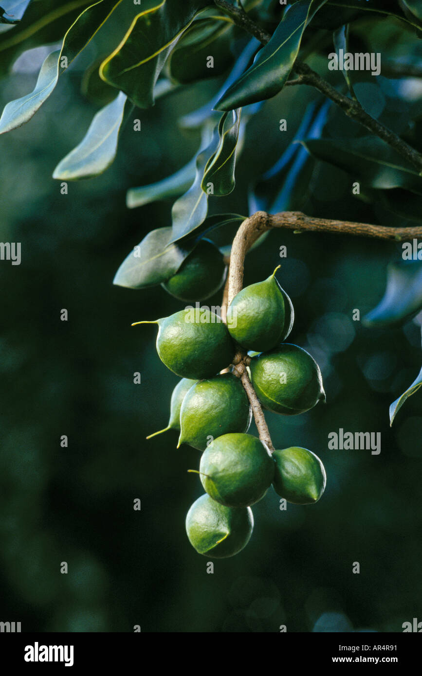 Macadamia tree australia hi-res stock photography and images - Alamy