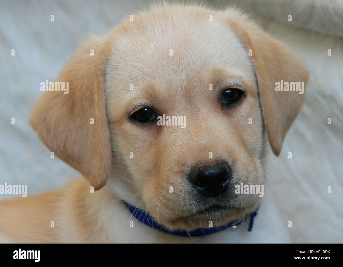 Yellow Labrador puppy posing Stock Photo - Alamy