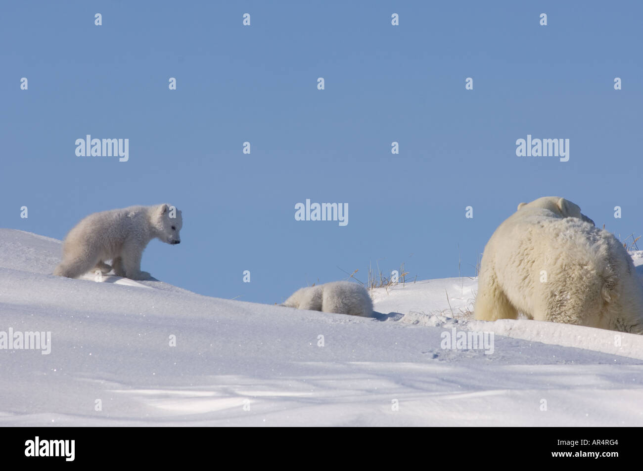 polar bear sow with newborn spring cubs newly emerged from their den ...
