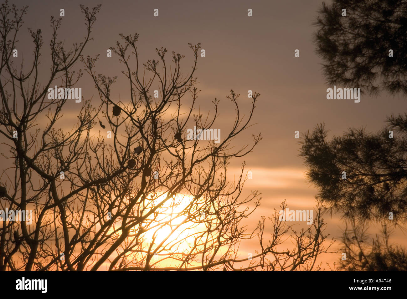 Winter sunset through trees Stock Photo - Alamy