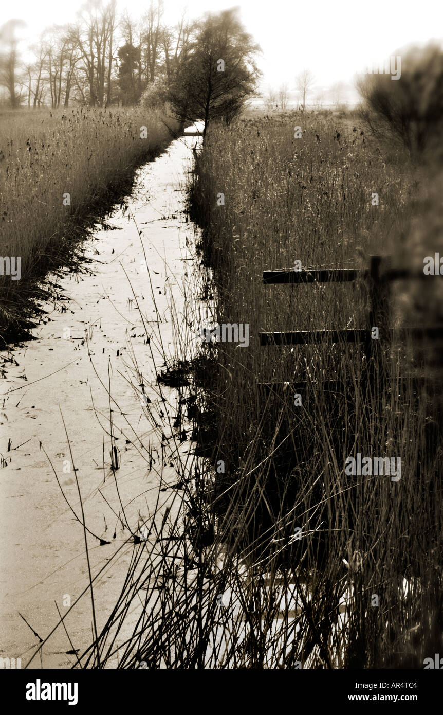water filled ditch Broome Norfolk Stock Photo - Alamy