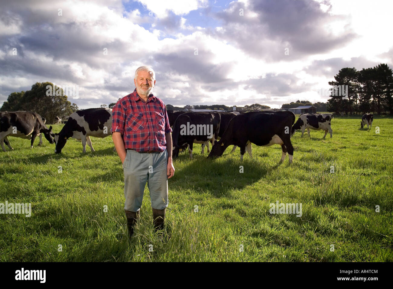 Dairy Farmer in the field with his Cows Stock Photo - Alamy