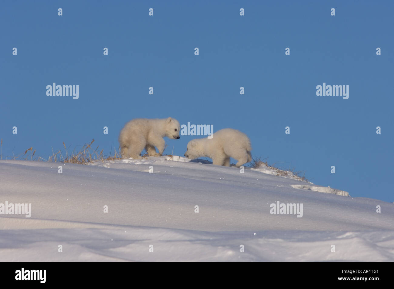 polar bear pair of newborn spring cubs playing outside their den Arctic ...