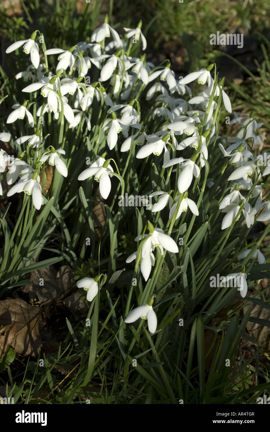 Snowdrop clump hi-res stock photography and images - Alamy