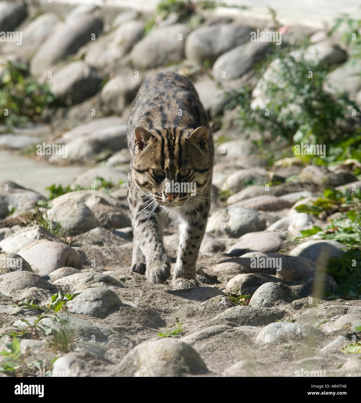 Fishing cat (prionailurus viverrinus) hi-res stock photography and ...