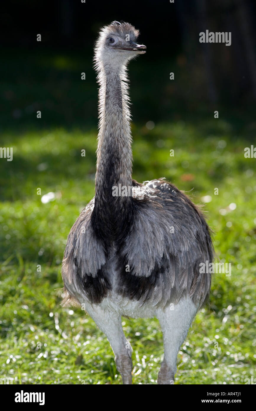 Great rhea (Rhea americana Stock Photo - Alamy