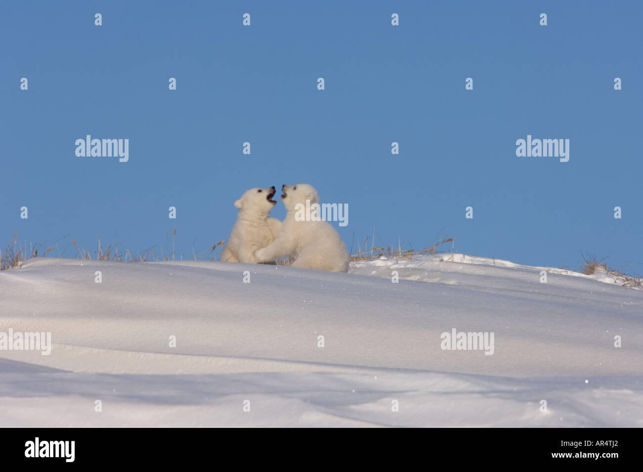 polar bear pair of newborn spring cubs playing outside their den Arctic ...