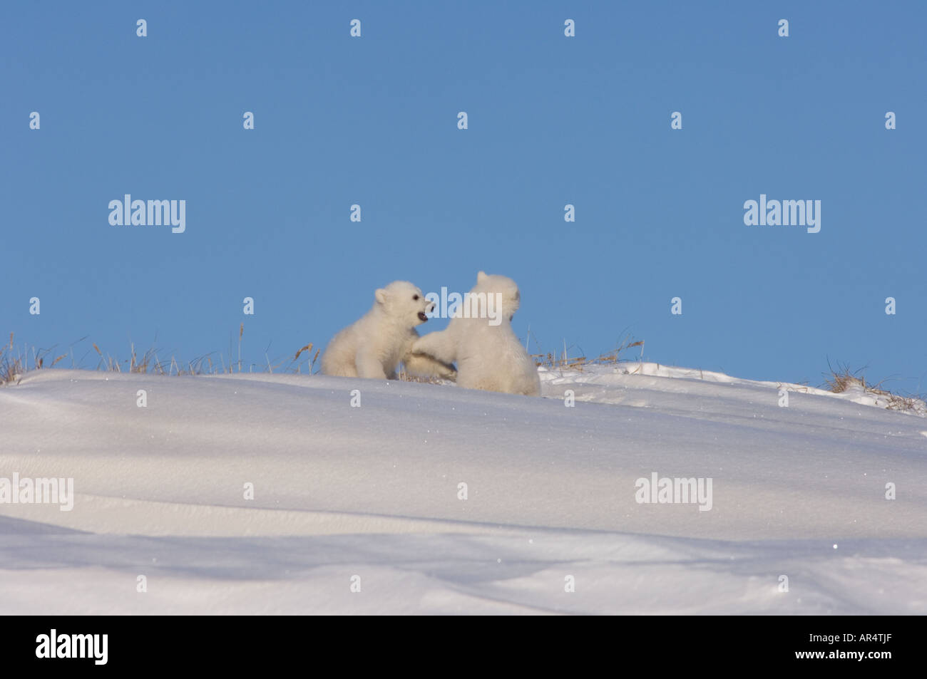 polar bear pair of newborn spring cubs playing outside their den Arctic ...