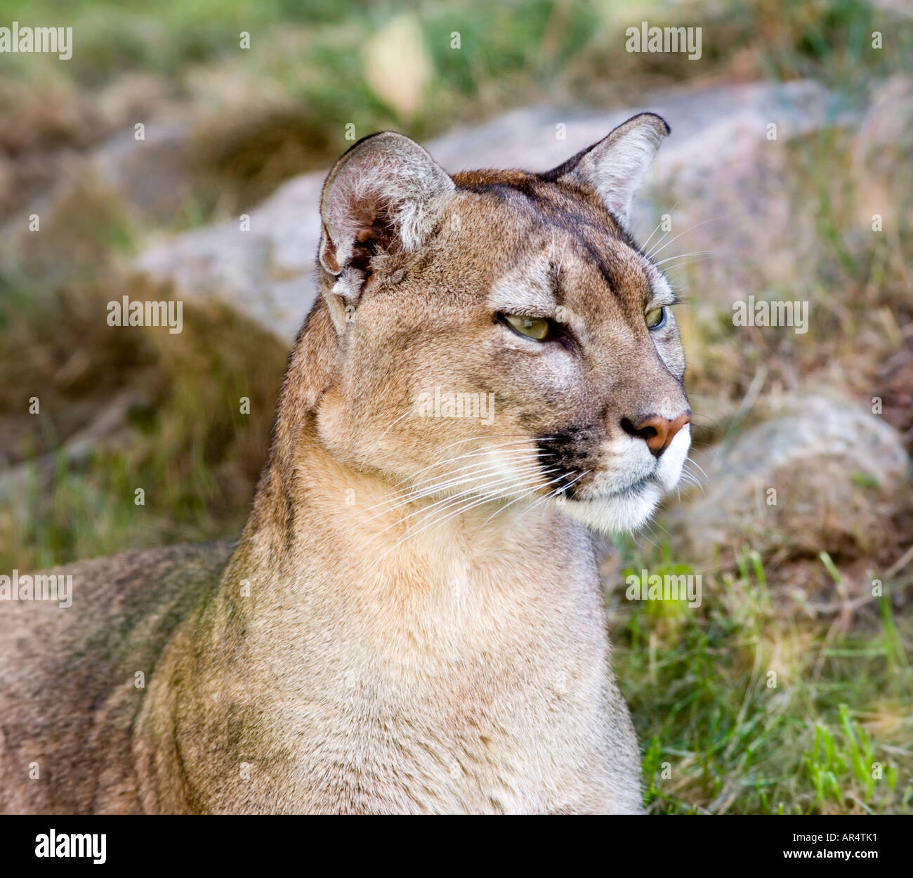 Felix concolor hi-res stock photography and images - Alamy