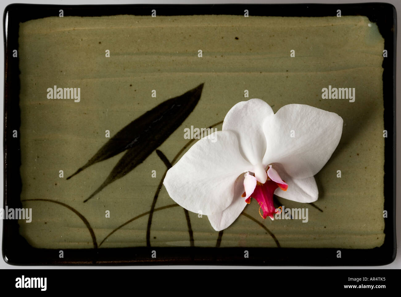 Porcelain orchid hi-res stock photography and images - Alamy