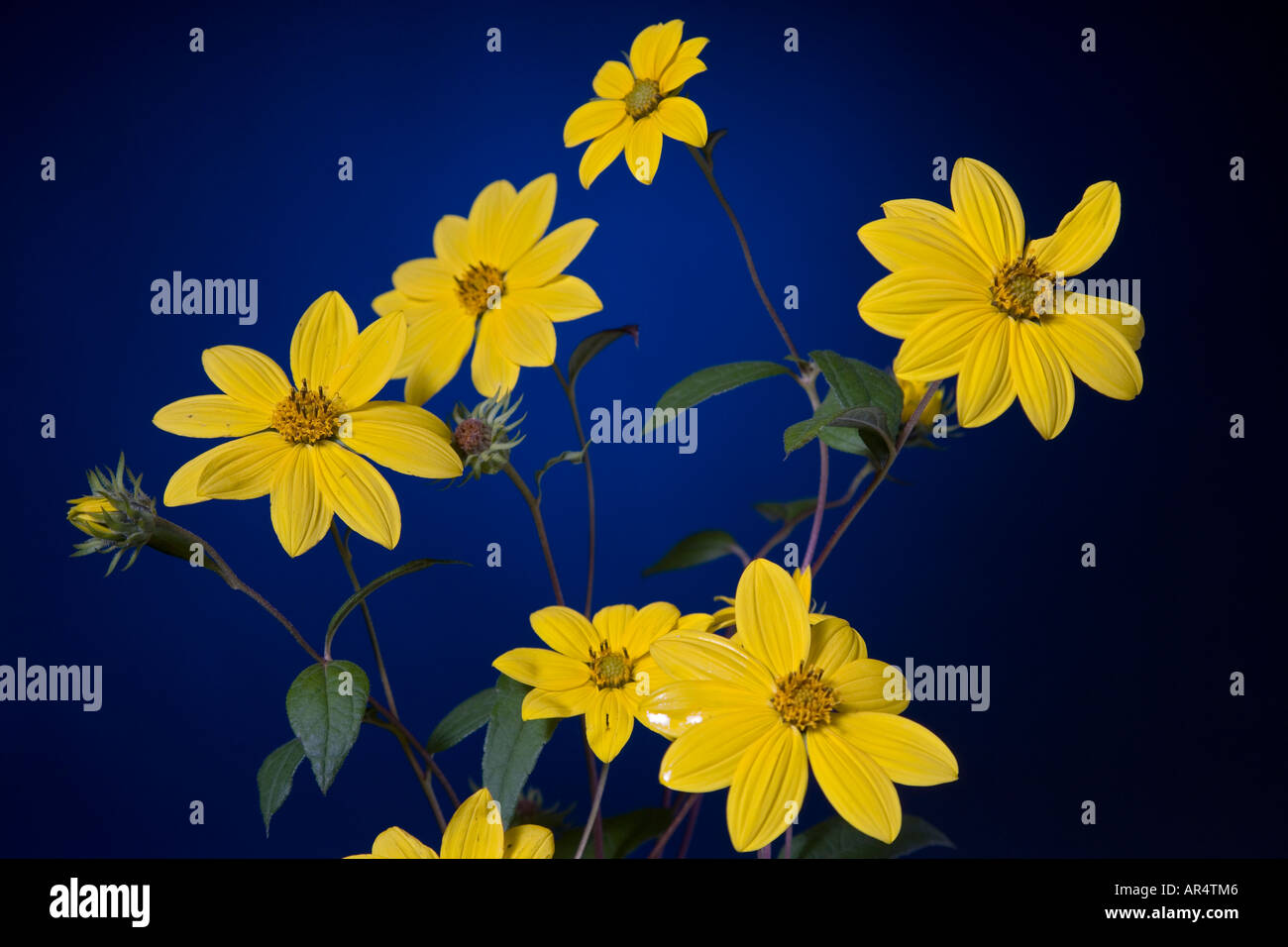 Smooth Oxeye (Heliopsis helianthoides Stock Photo - Alamy