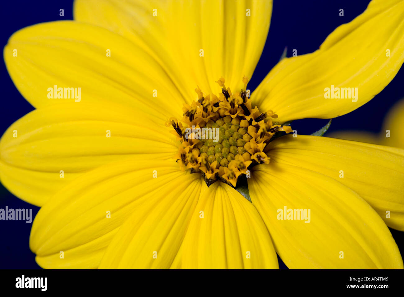 Smooth Oxeye (Heliopsis helianthoides Stock Photo - Alamy