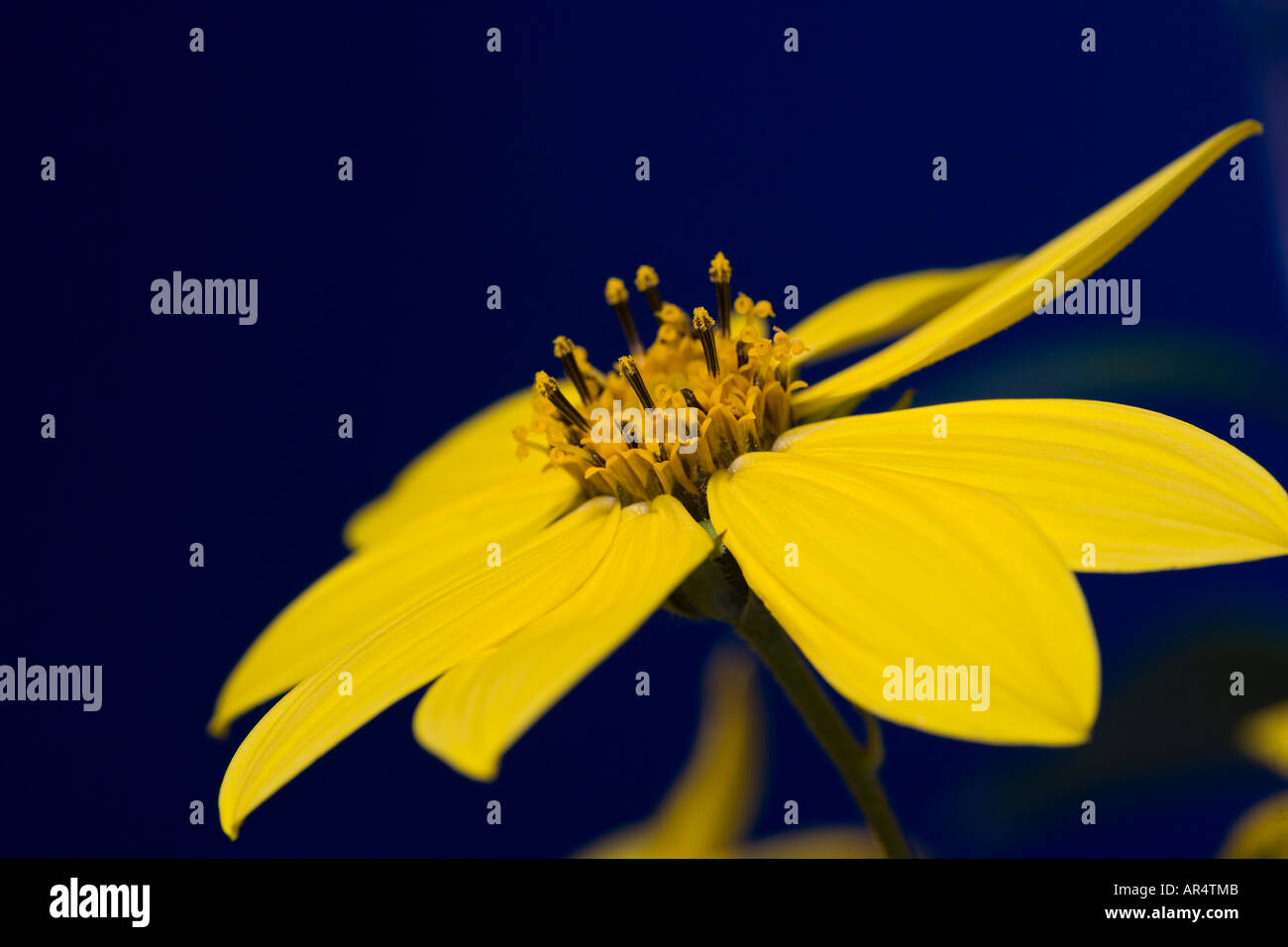 Smooth Oxeye (Heliopsis helianthoides Stock Photo - Alamy