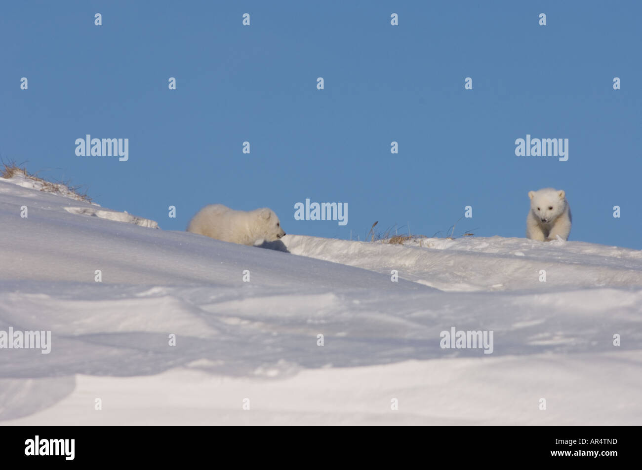 polar bear pair of newborn spring cubs playing outside their den Arctic ...