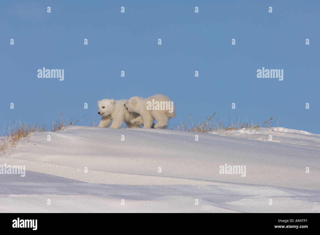 polar bear pair of newborn spring cubs playing outside their den Arctic ...
