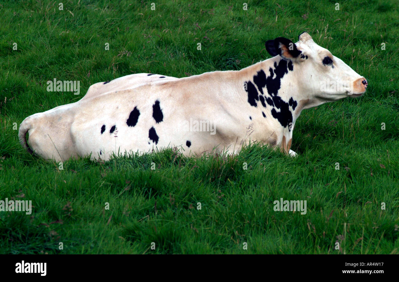 Cows sitting down hi-res stock photography and images - Alamy