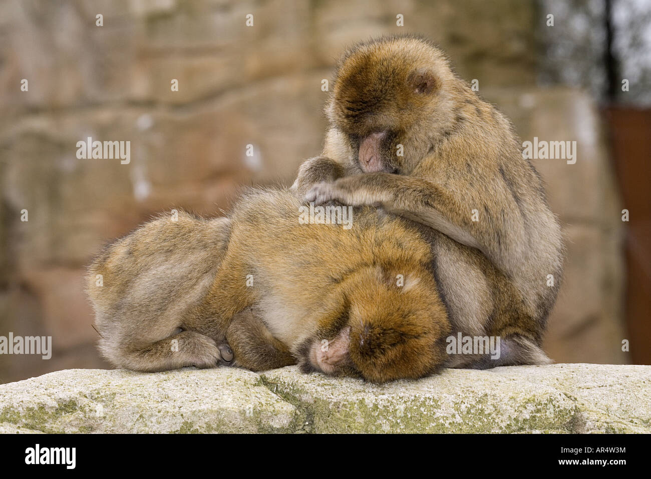 Coat monkeys hi-res stock photography and images - Alamy