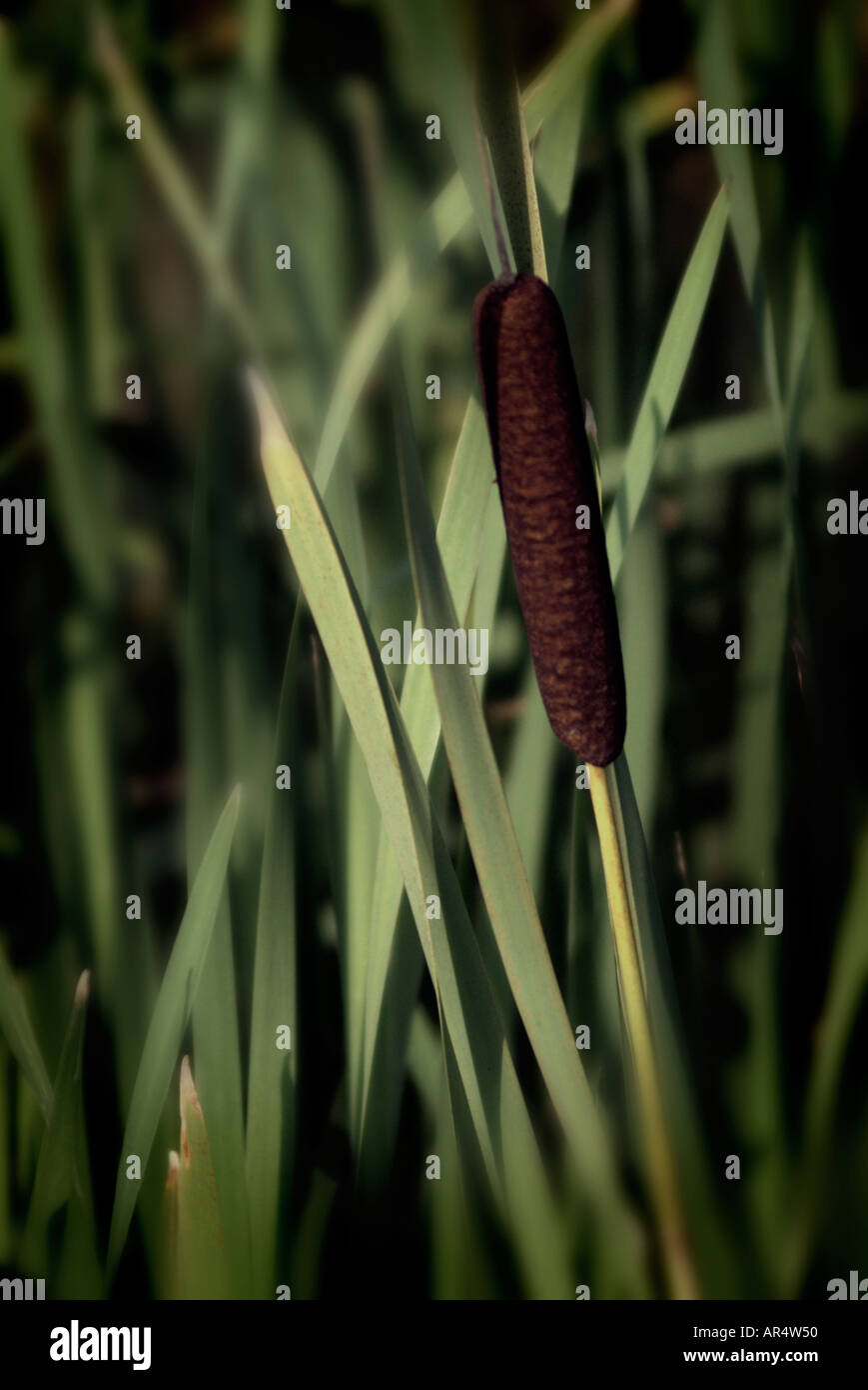 Bull Rushes High Resolution Stock Photography and Images - Alamy