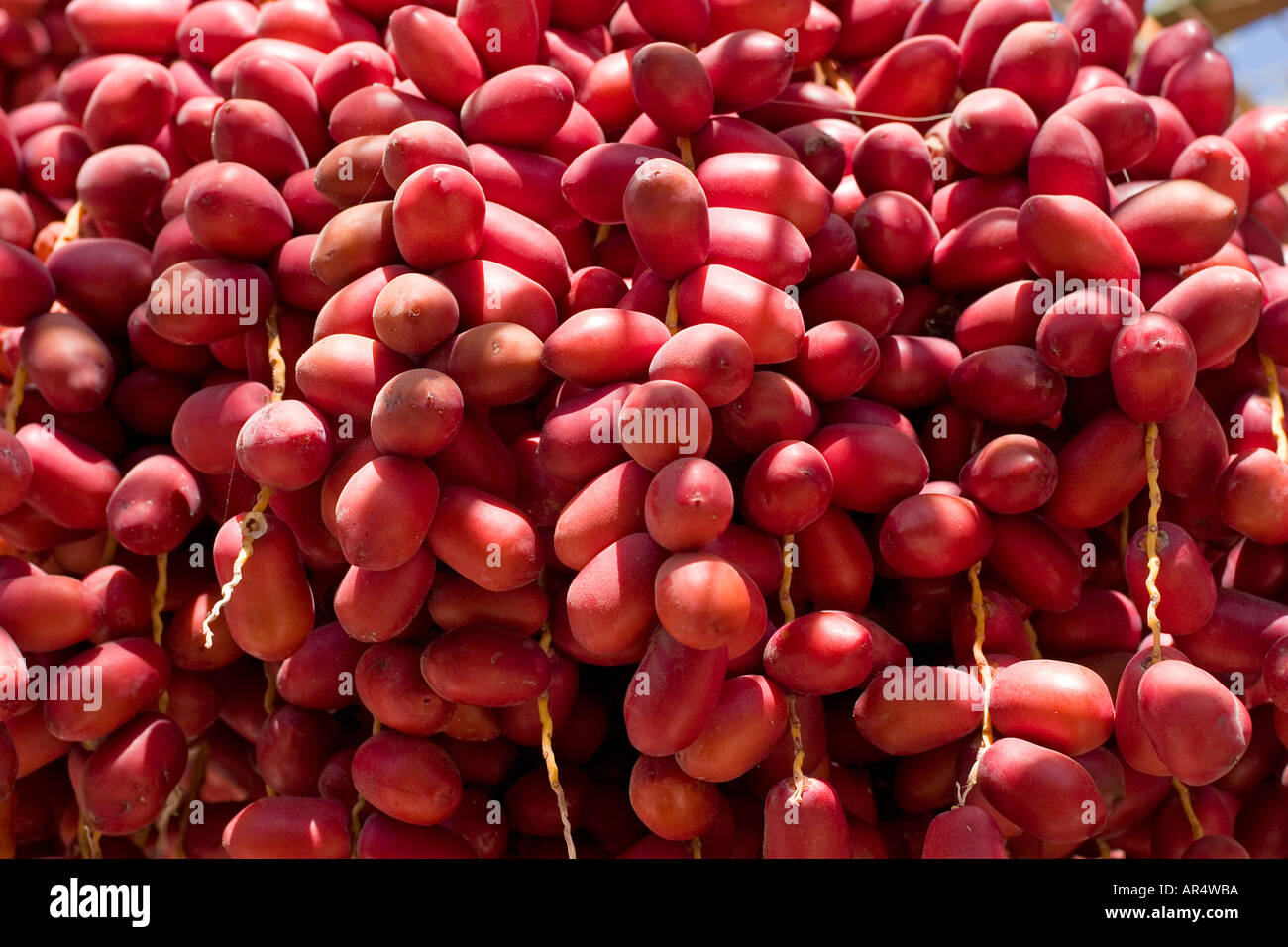 Date palm tree hi-res stock photography and images - Alamy