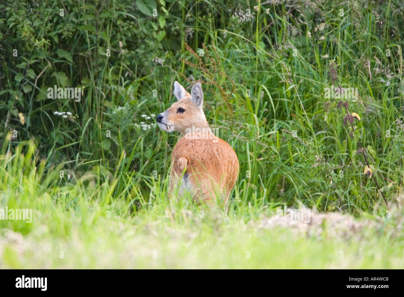 Hydropotes hi-res stock photography and images - Alamy
