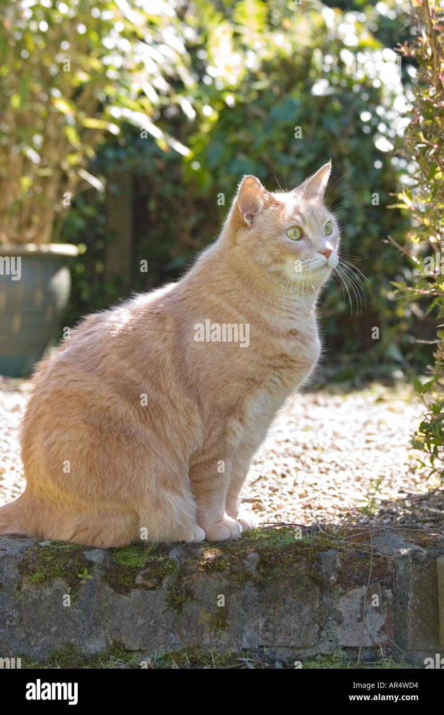 Pale Ginger Cat Sitting on Garden Steps Stock Photo - Alamy