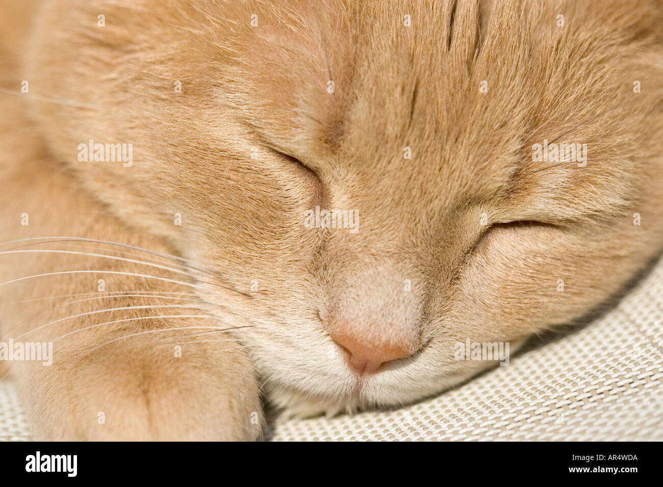 Portrait of Sleeping Cat UK Stock Photo - Alamy