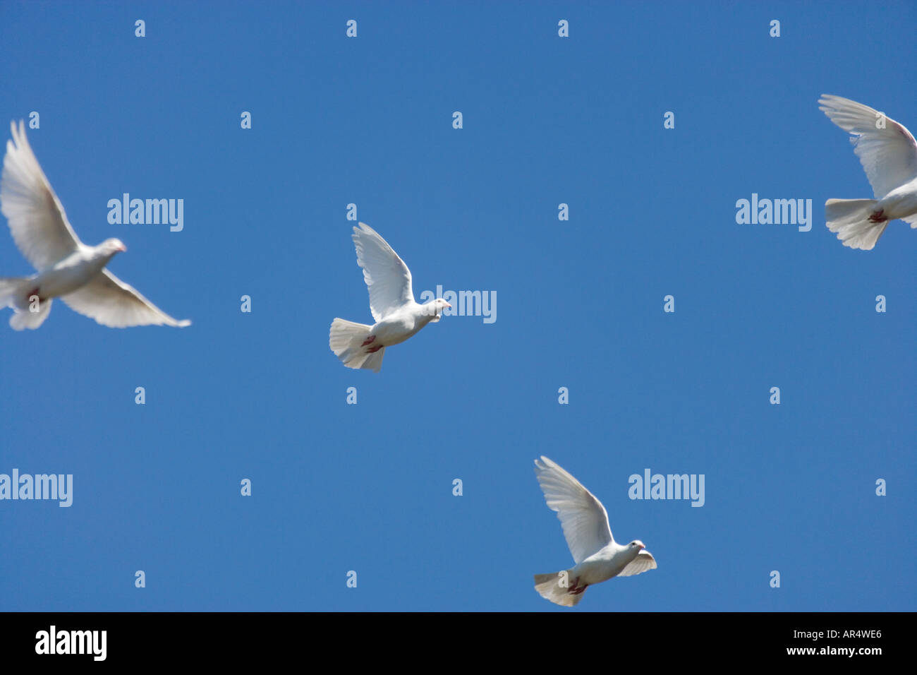 White Doves Flying against Blue Sky Stock Photo - Alamy