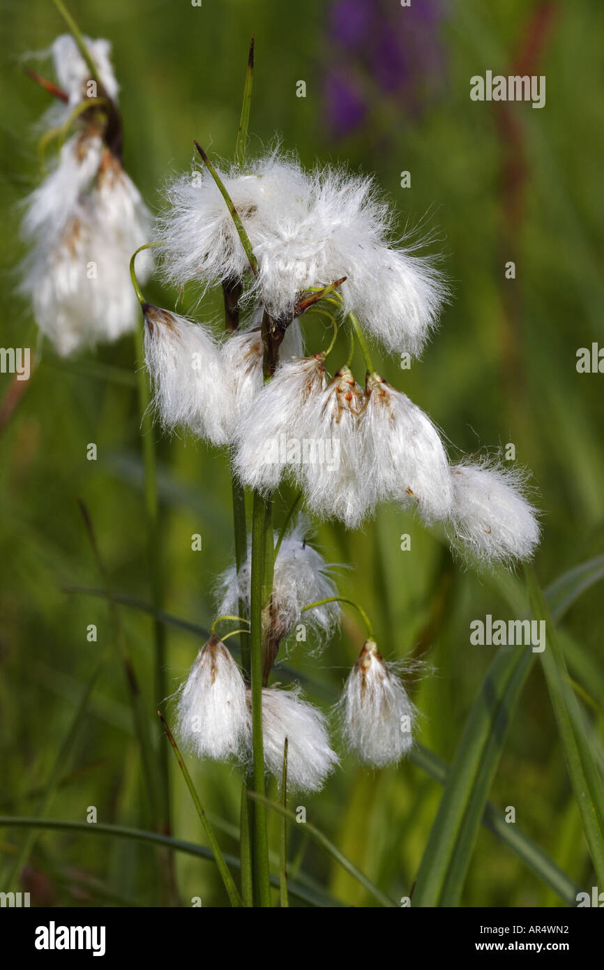 Whispy grasses hi-res stock photography and images - Alamy