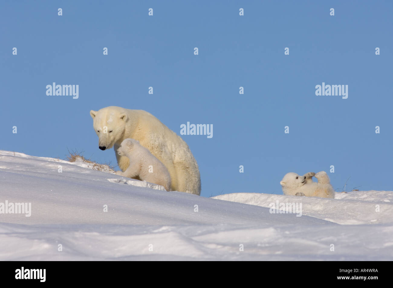 polar bear Ursus maritimus sow feeding on grass to get her digestive ...