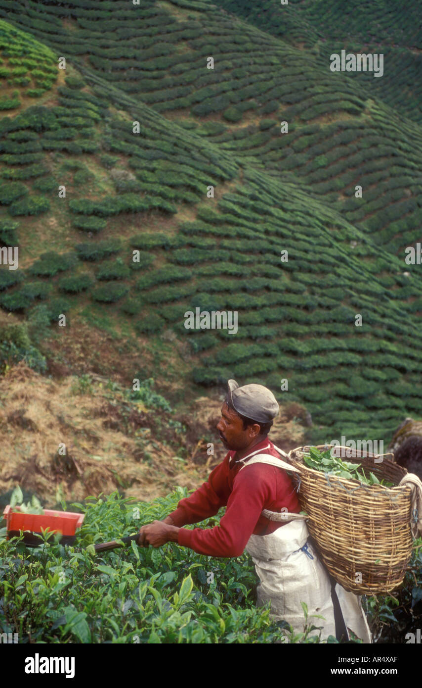 Malaysia cameroon hi-res stock photography and images - Alamy