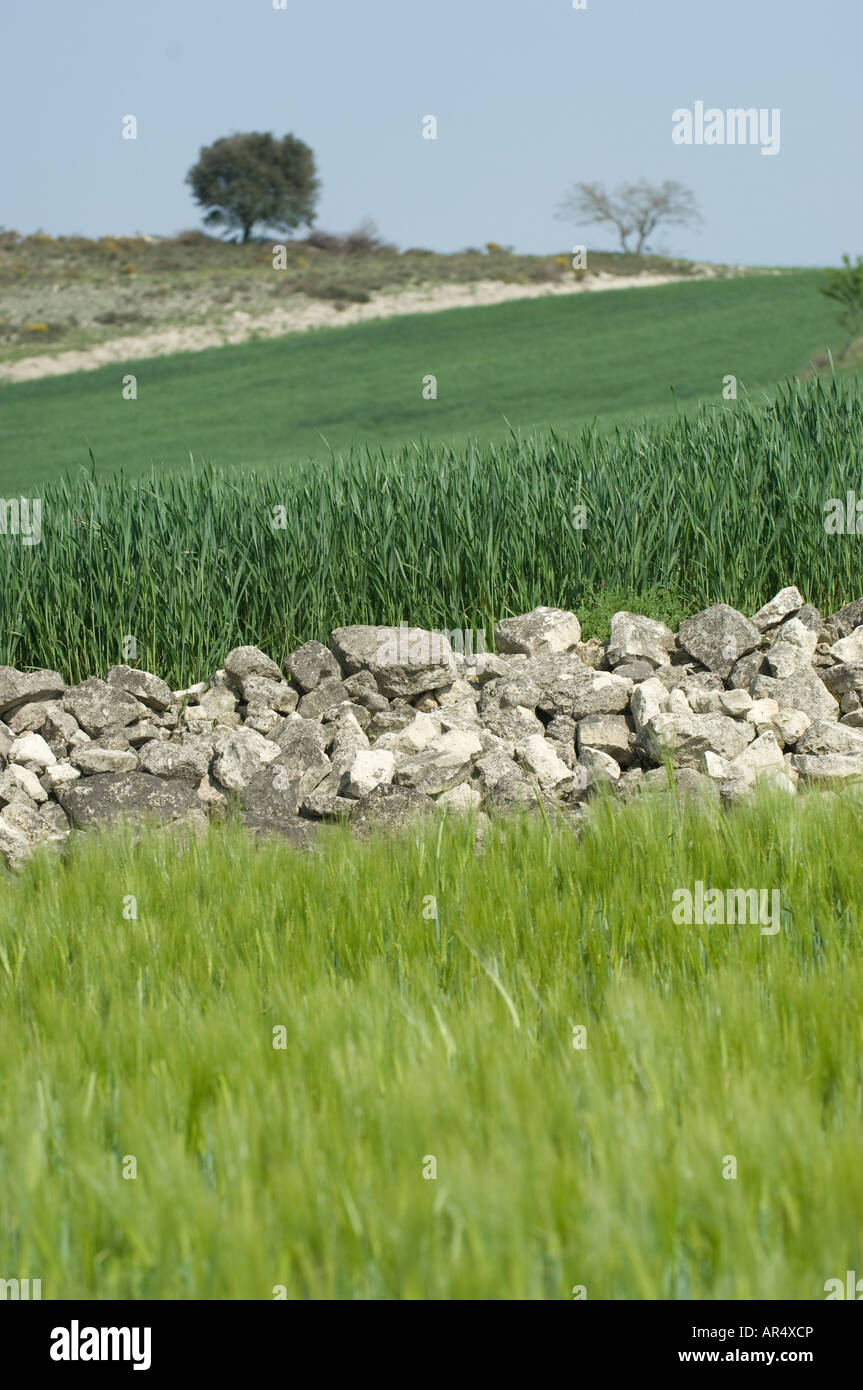 Wheat field in Spring, Spain Stock Photo - Alamy