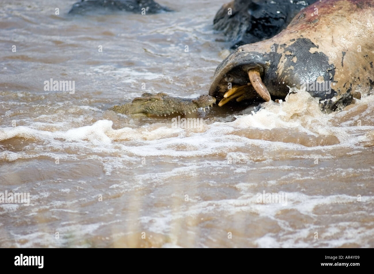 Dead East African Hippopotamus, hippopotamus amphibius, being eaten in ...