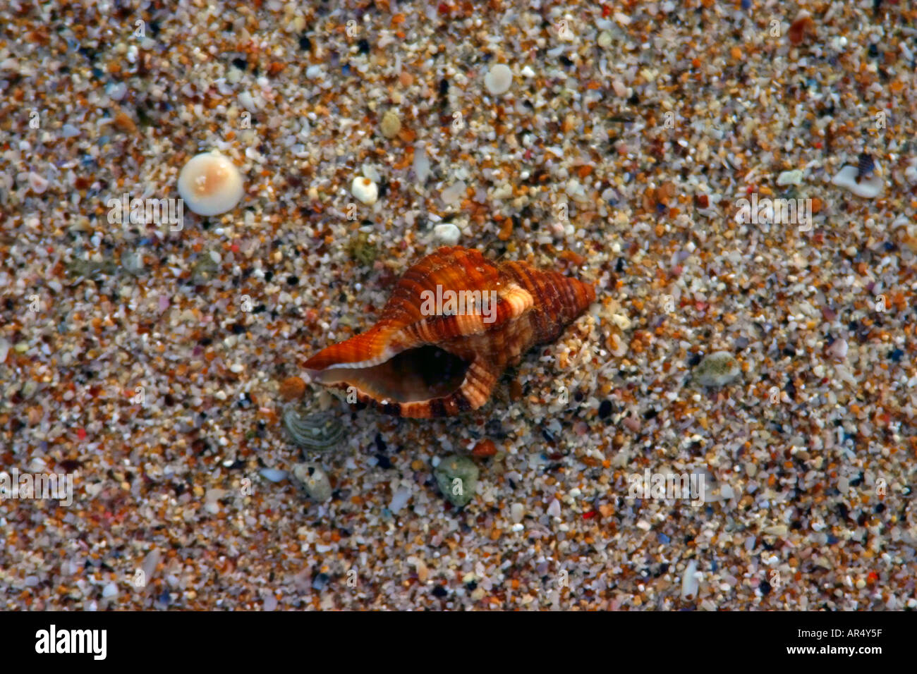 Conch shell along beach next to Quobba Station north of Carnarvon ...