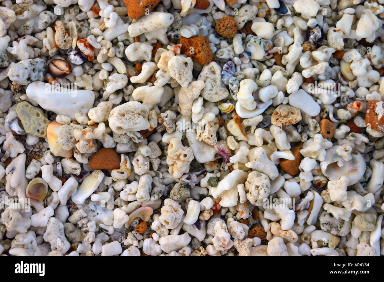 Sea shells sponges and stones along beach next to Quobba Station north ...