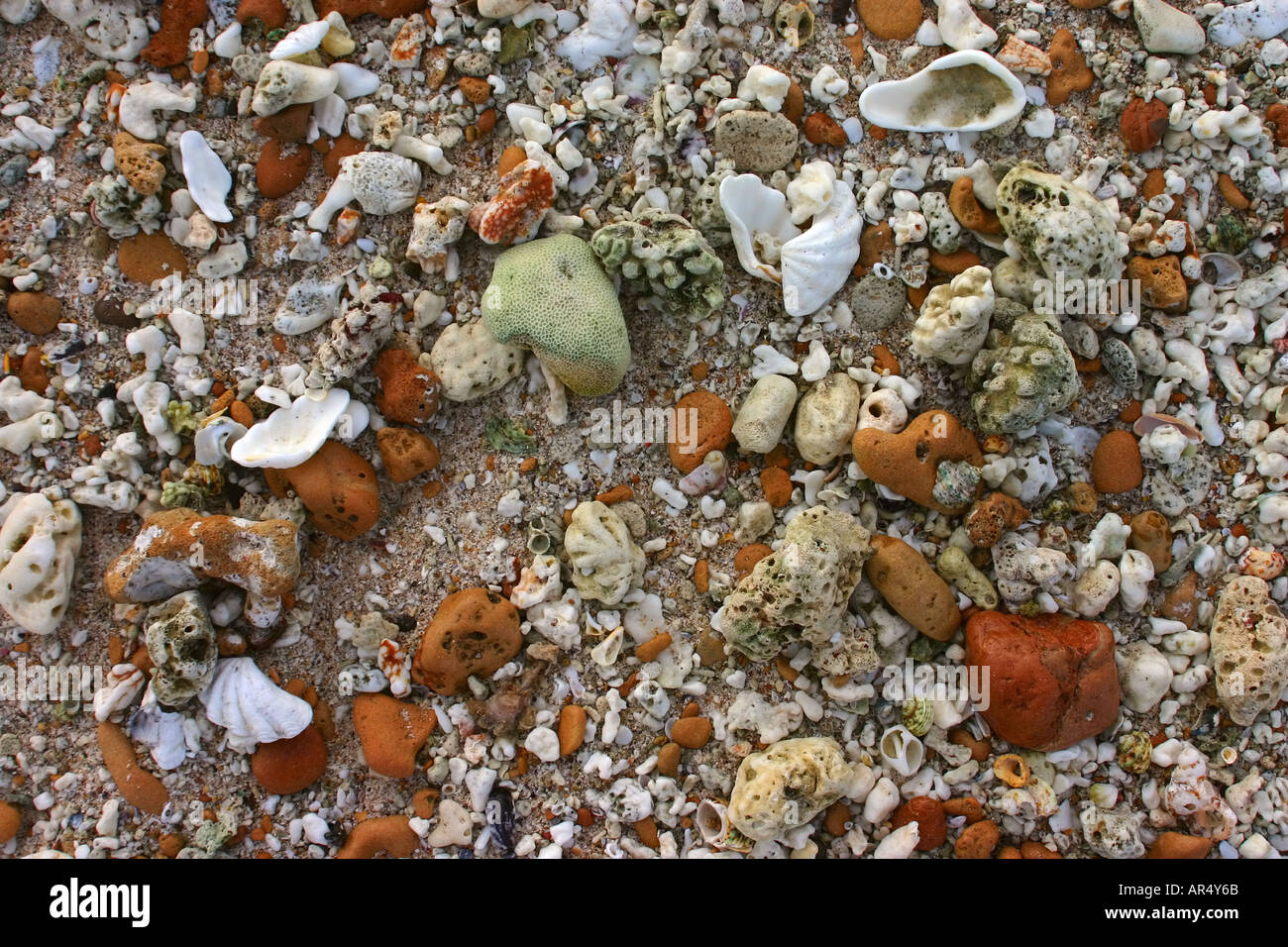 Sea shells sponges and stones along beach next to Quobba Station north ...
