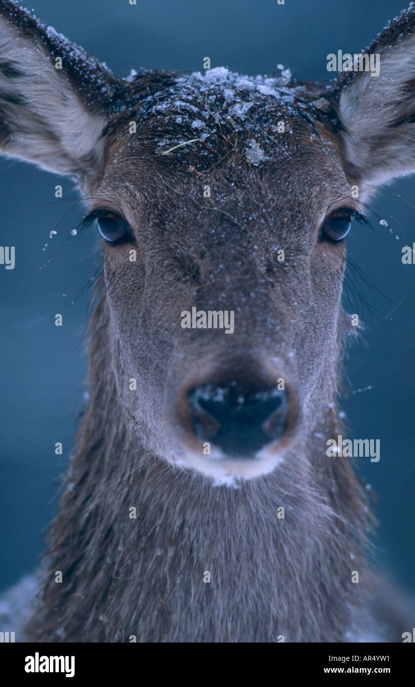 Rothirsch Cervus elaphus red deer Deutschland schnee winter portrait ...