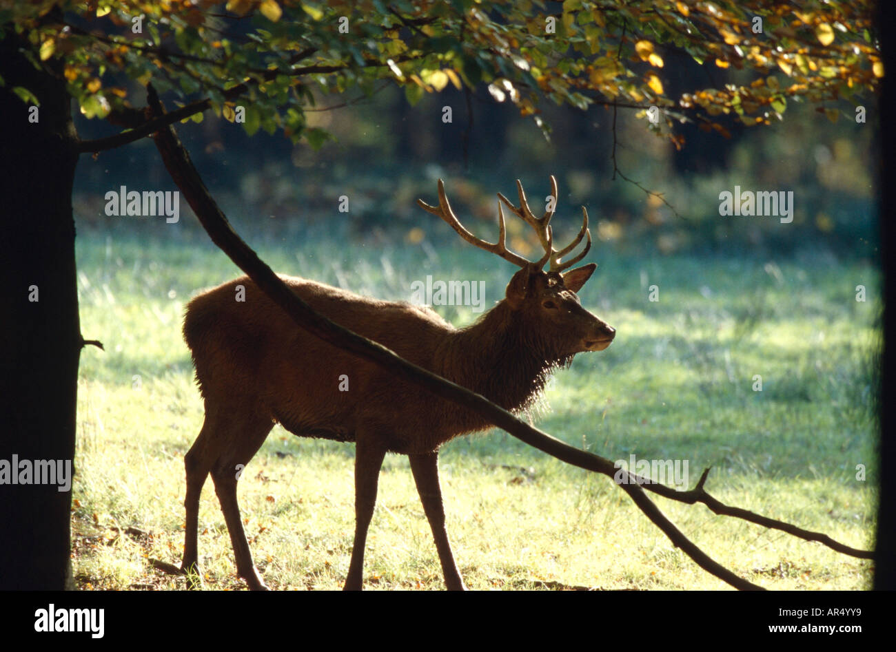 Rotwild Red Deer Cervus elaphus Europa Stock Photo - Alamy