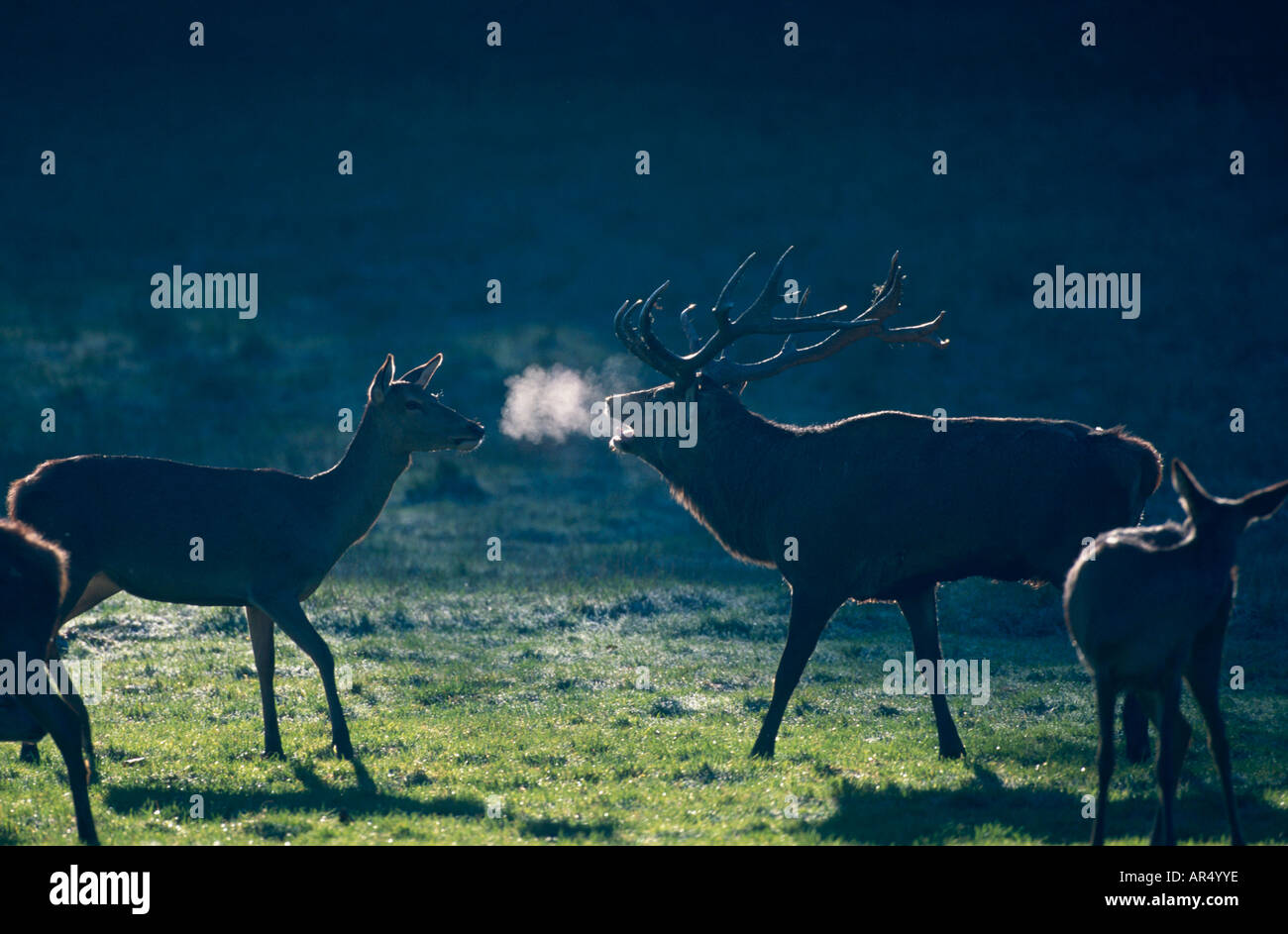 Rotwild Red Deer Cervus elaphus Germany Stock Photo - Alamy