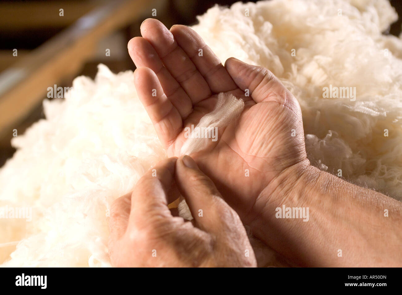 A farmer holds wool fibres Stock Photo - Alamy