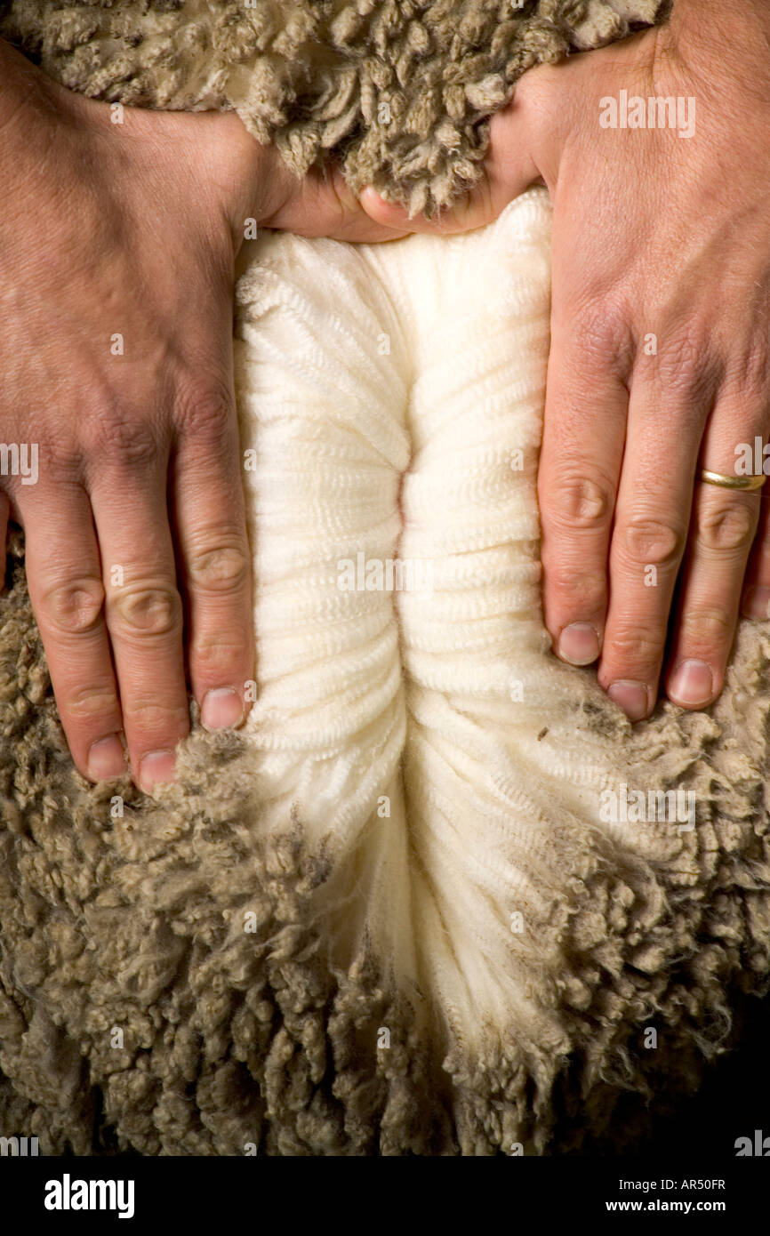 A farmer shows off his fine wool Stock Photo - Alamy